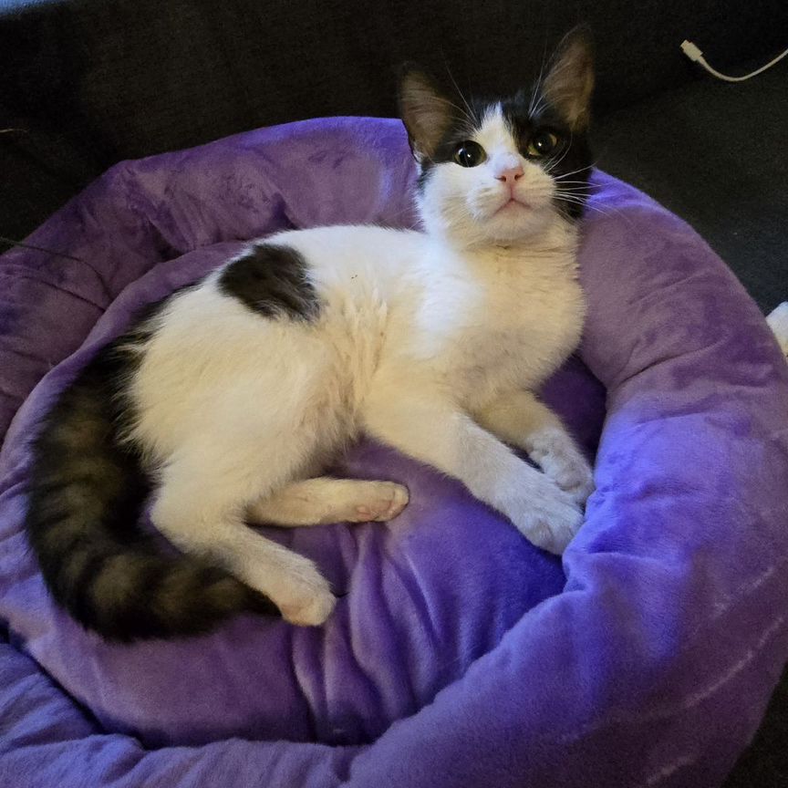 Котенок