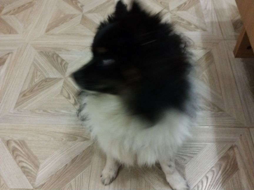Немецкий шпиц девочка