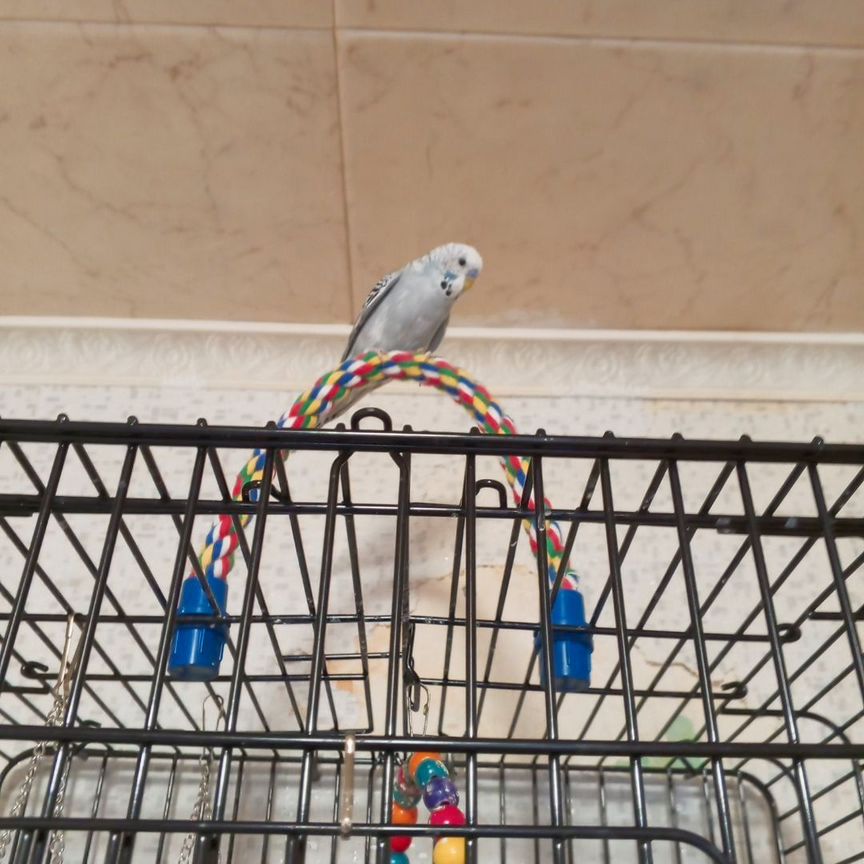 Волнистый попугай