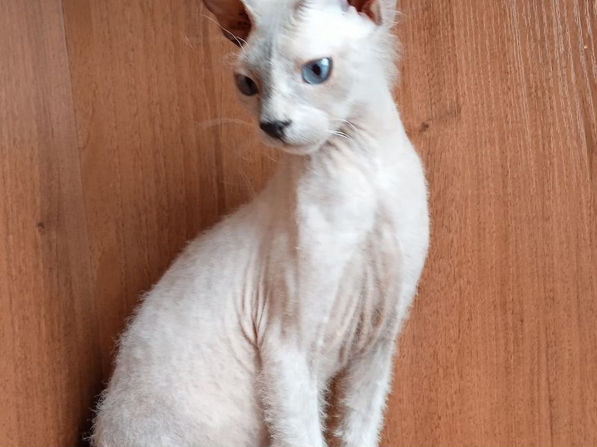 Кошка сфинкс