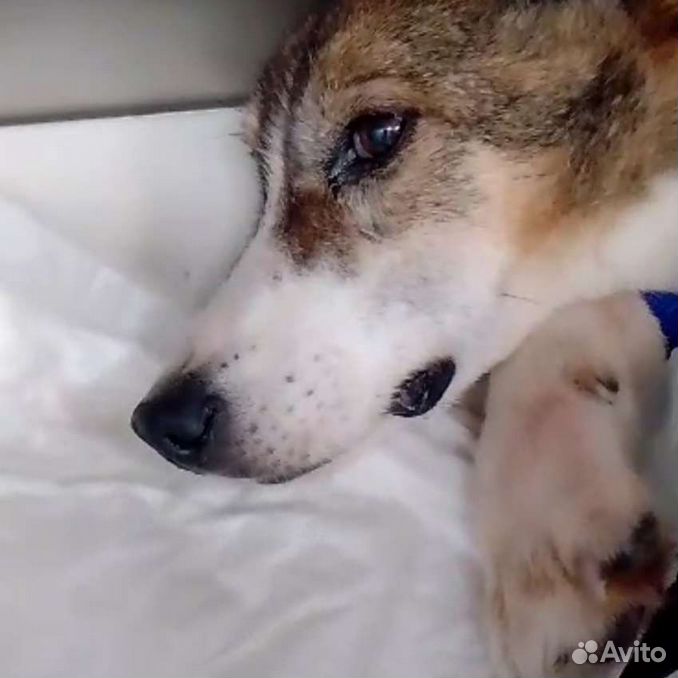 Рафу из приюта нужен шанс