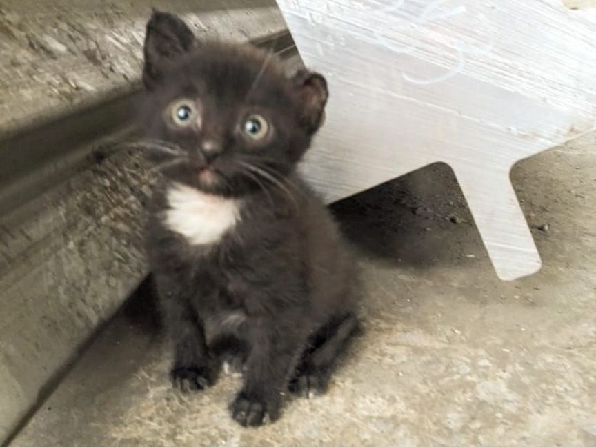 Двухмесячные котята