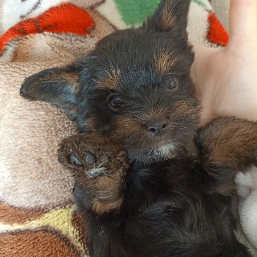 Йорки малыши