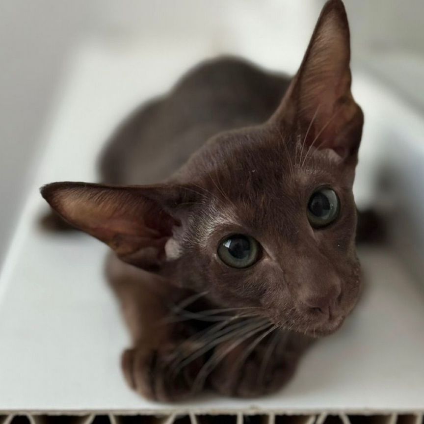 Ориентальный котёнок