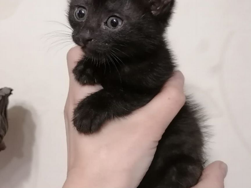 Котёнок отдам в добрые руки бесплатно
