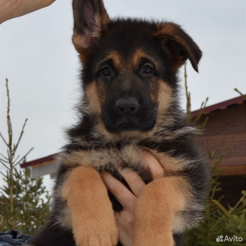 Мощные кобели щенки (2 месяца) от статусной пары