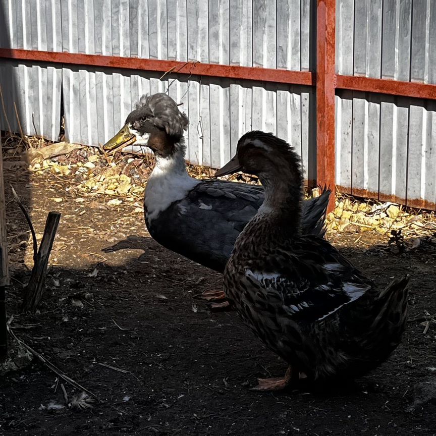 Утки хохлатые