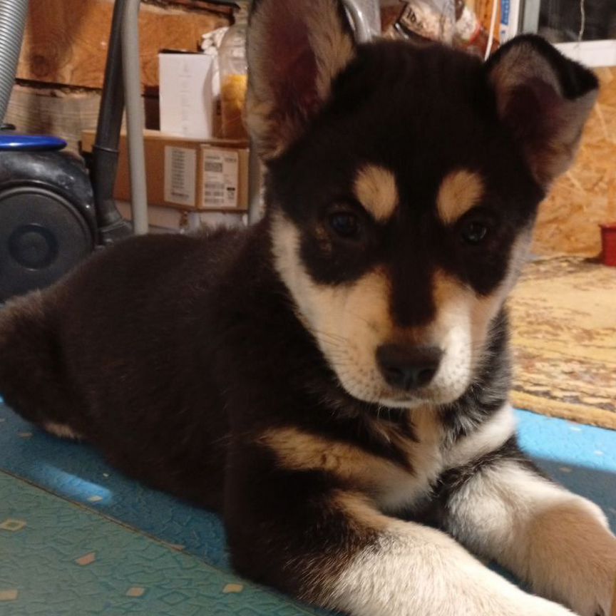 Сибирский хаски, щенок