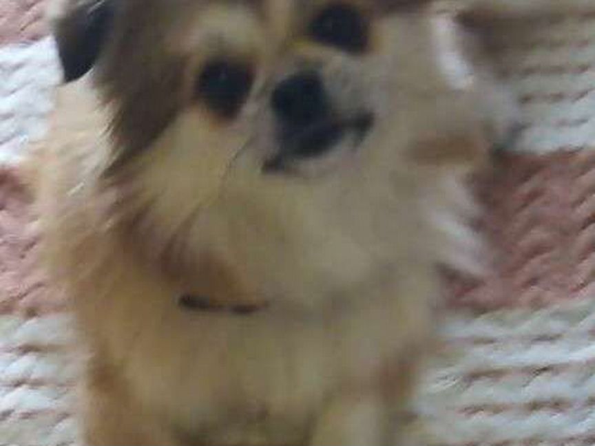 Девочка шпиц, ищет себе партнера