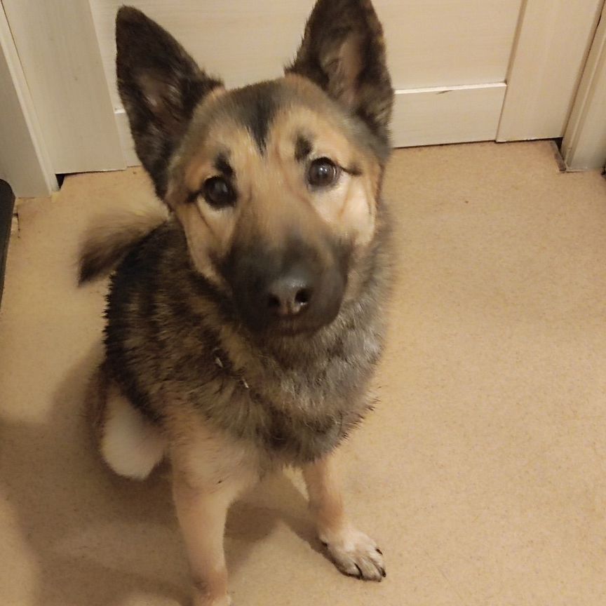 Найдена собака (мальчик)