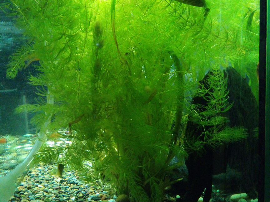 Растения для аквариума