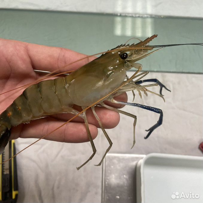 Креветка розенберга