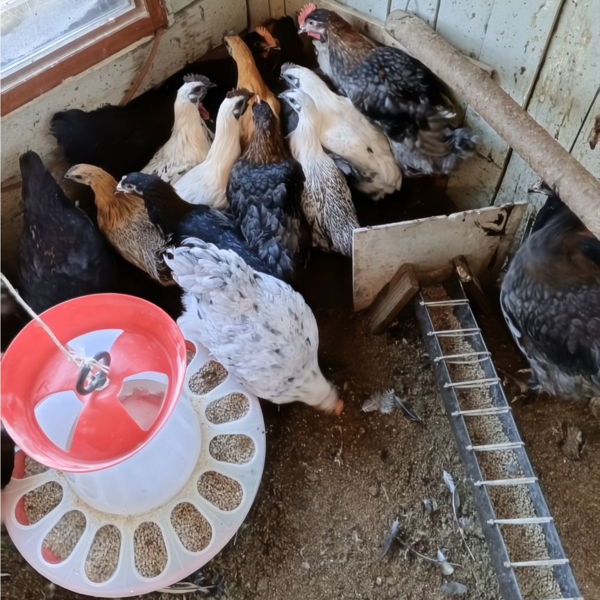 Продам петухов породы маран и китайцев