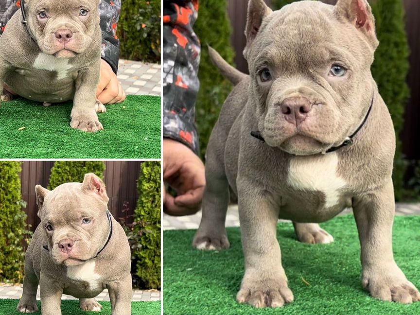 Американский булли замечательный малыш