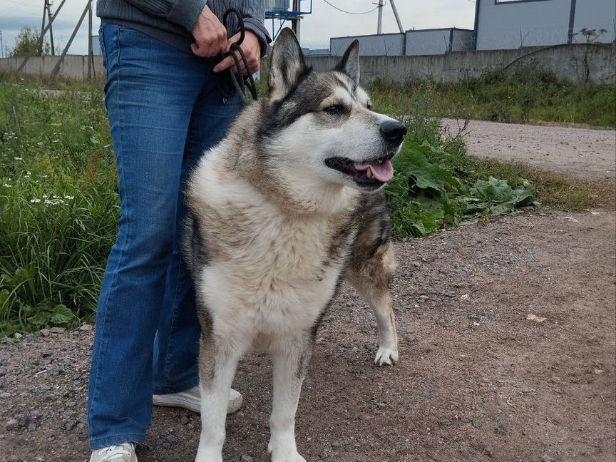 Кобель Кунжут в хорошую семью бесплатно