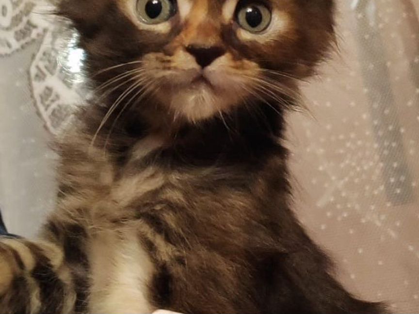 Котята мейн-кун