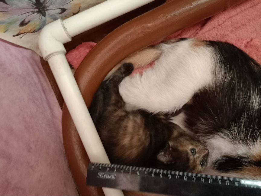 Котёнок (он) 3х цветный