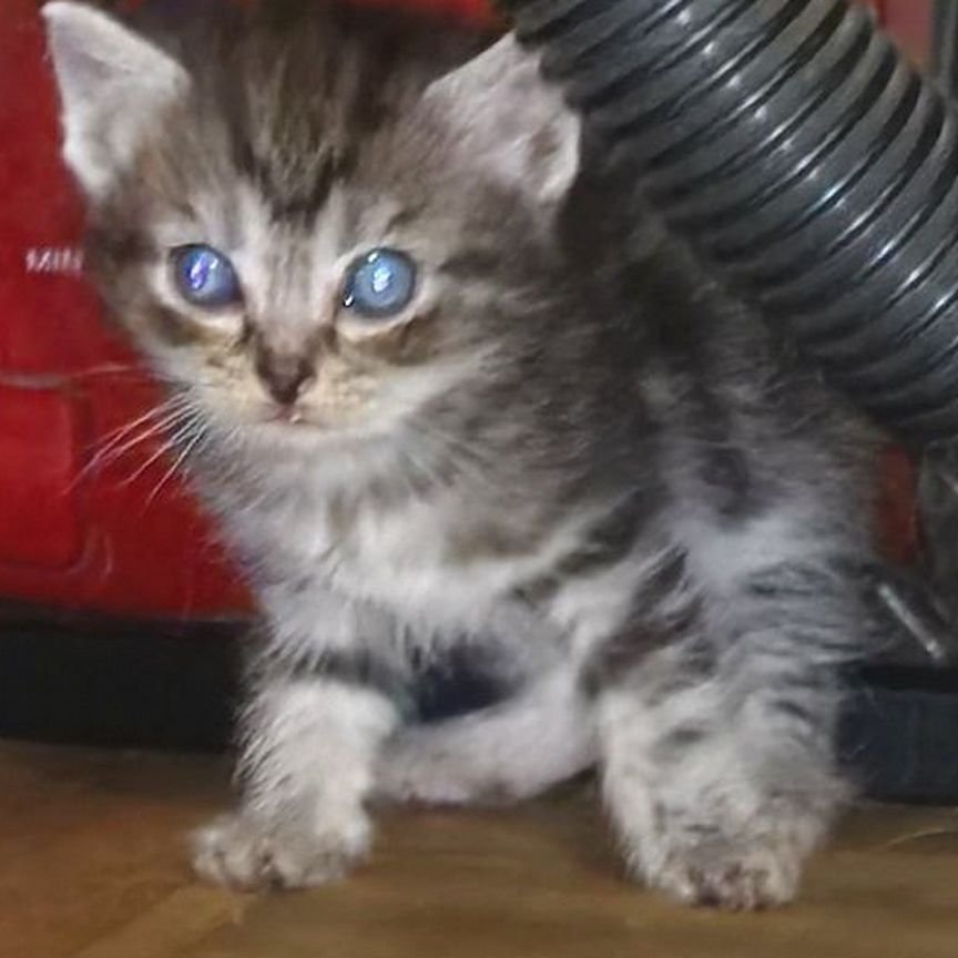 Шотландский прямоухий короткошёрстный котёнок