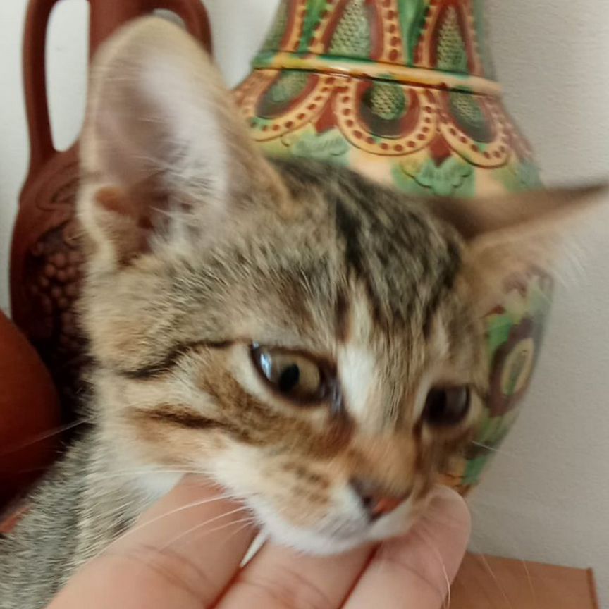 Отдам котят