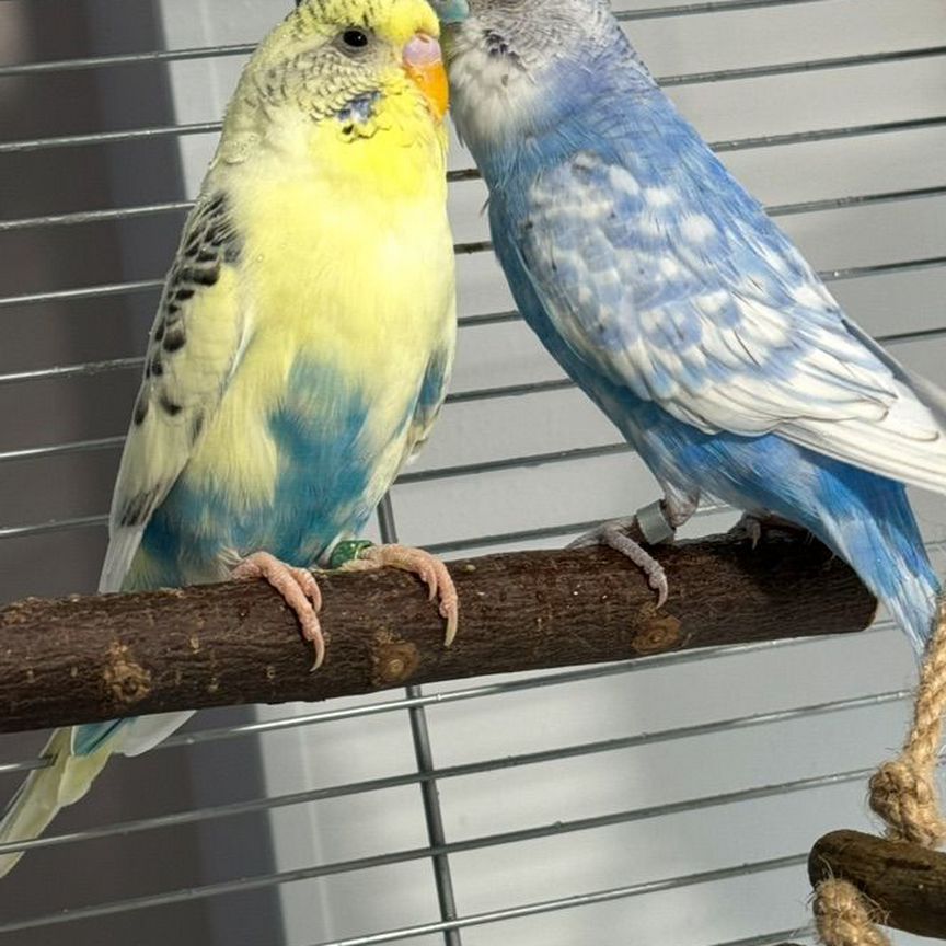 Волнистые попугаи