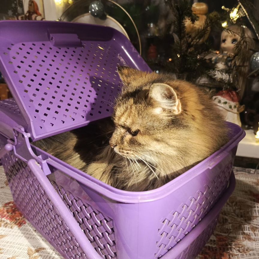 Переноска - корзинка для кошек