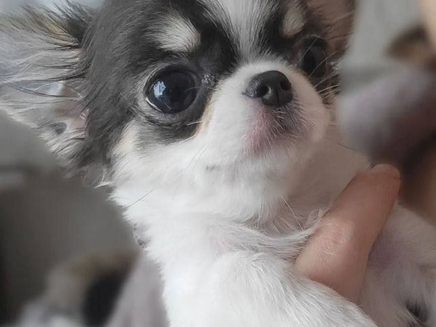 Щеночек Чихуахуа Длинношерстная девочка