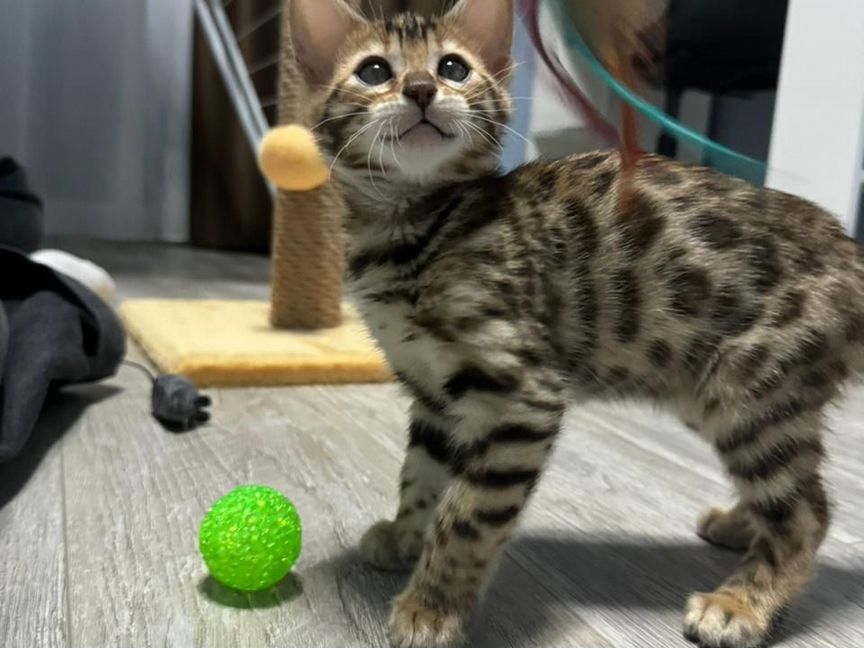 Бенгальская кошка