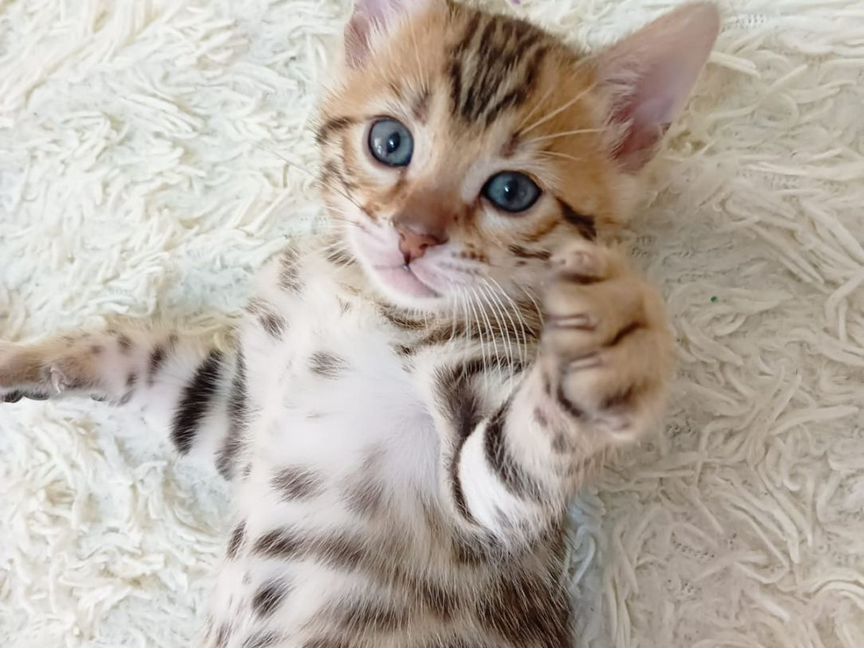 Бенгальские котята