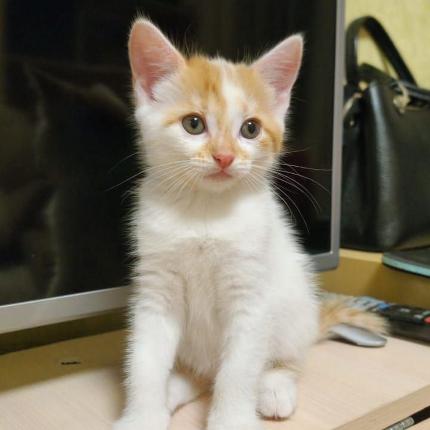 Котенок в добрые руки