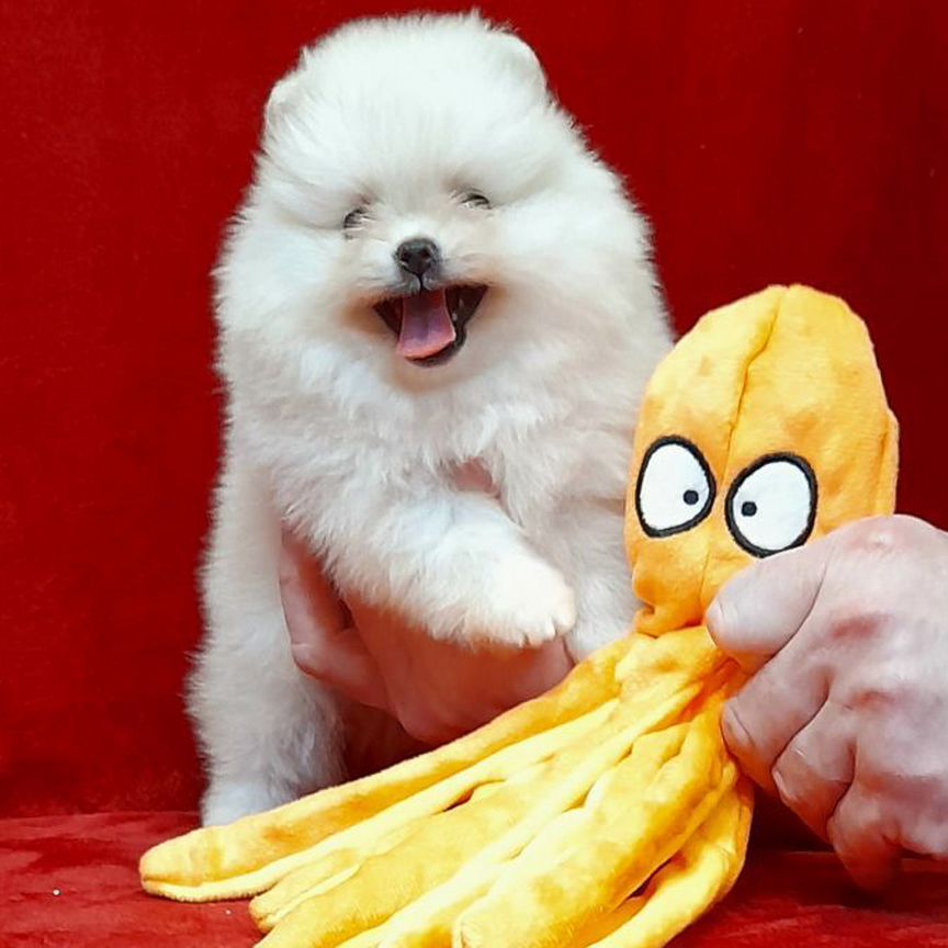 Померанский шпиц, щенок