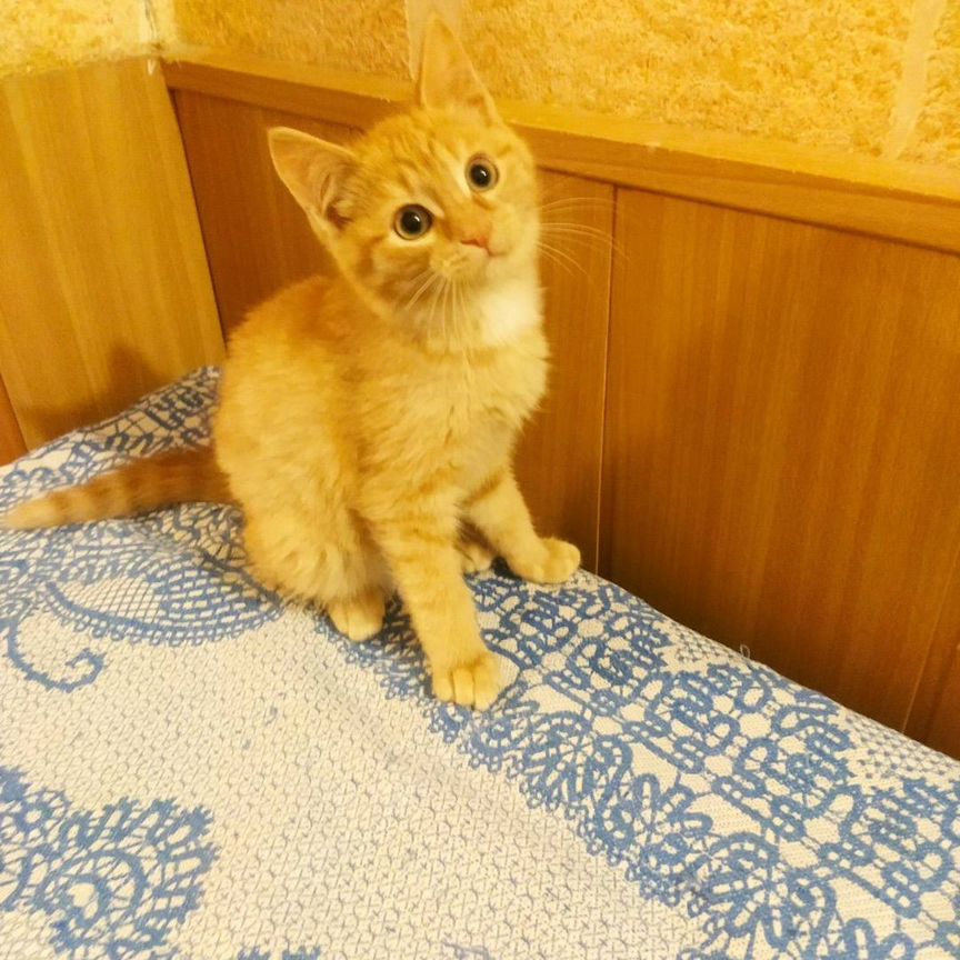 Милые ручные котята 2 месяца, приучены к лотку