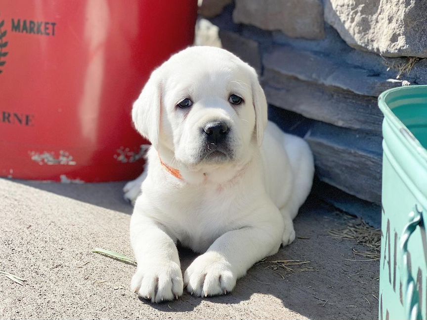 Шикарные щенки лабрадора