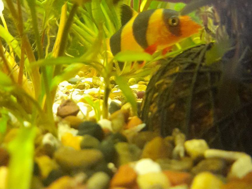 Боция Клоун