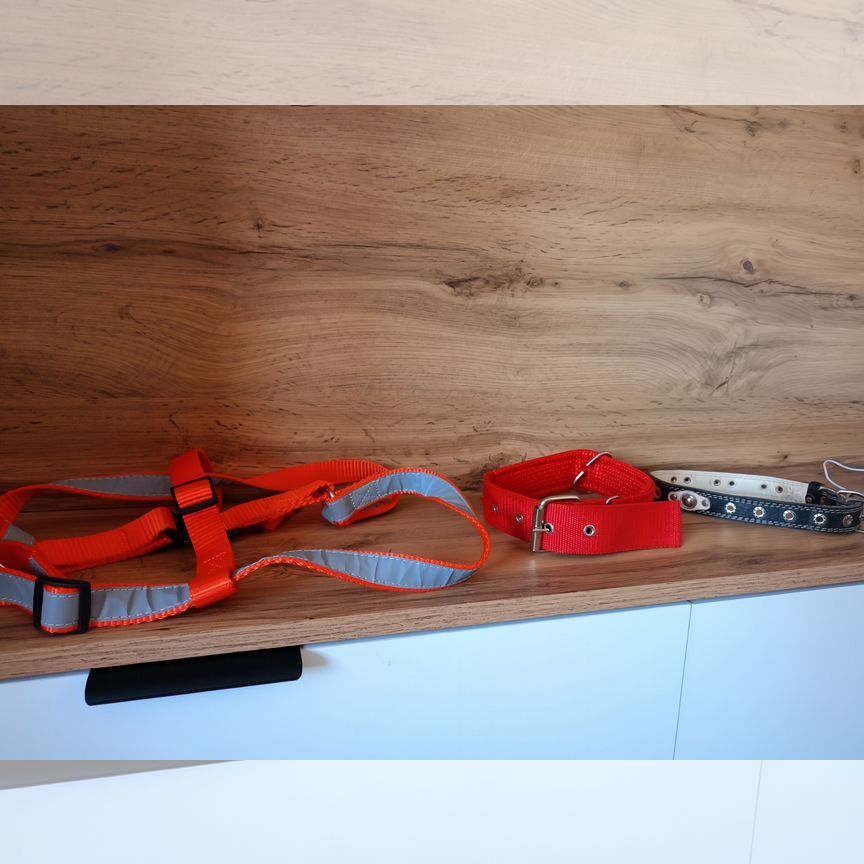 Амуниция для собак