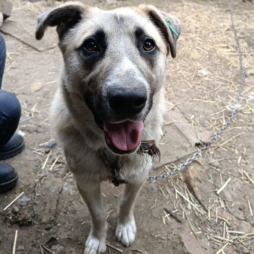 Бим, но не Белый.Но тоже замечательный ищем дом