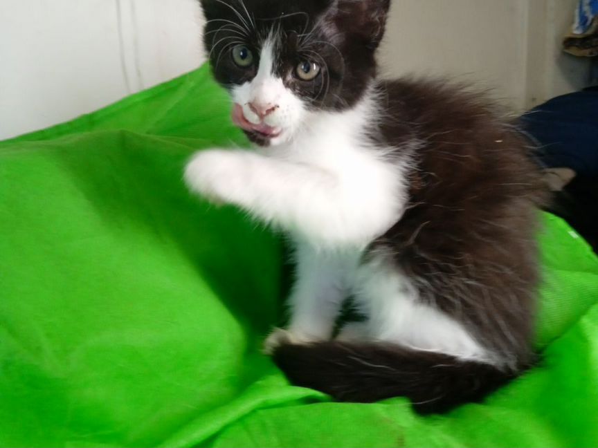 Кошка