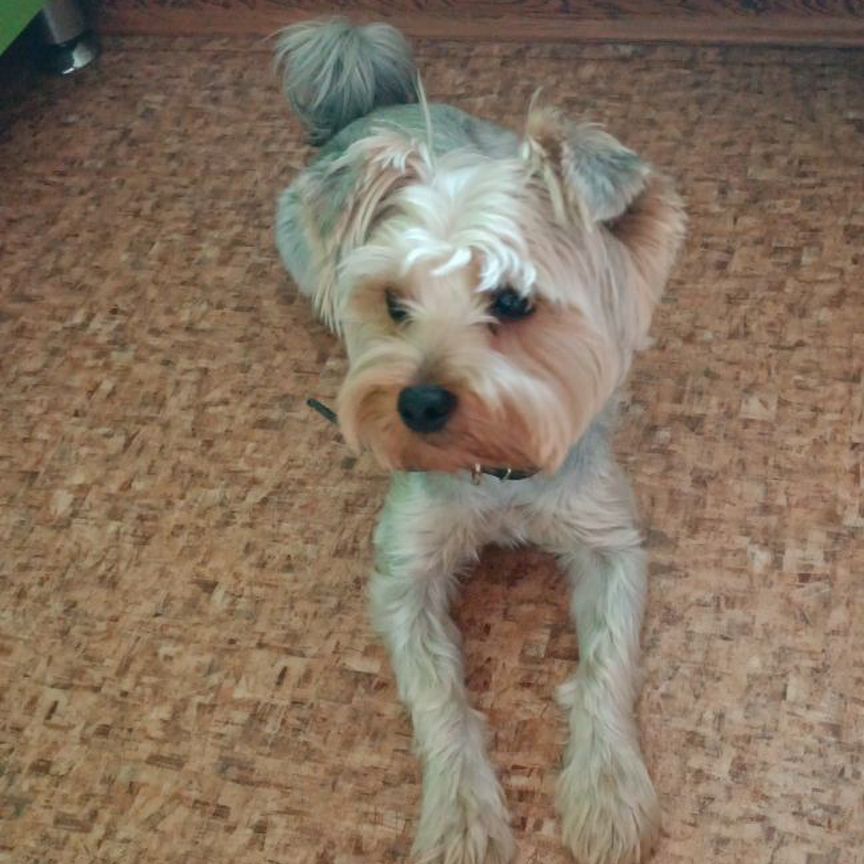 Йоркширский терьер - мальчик