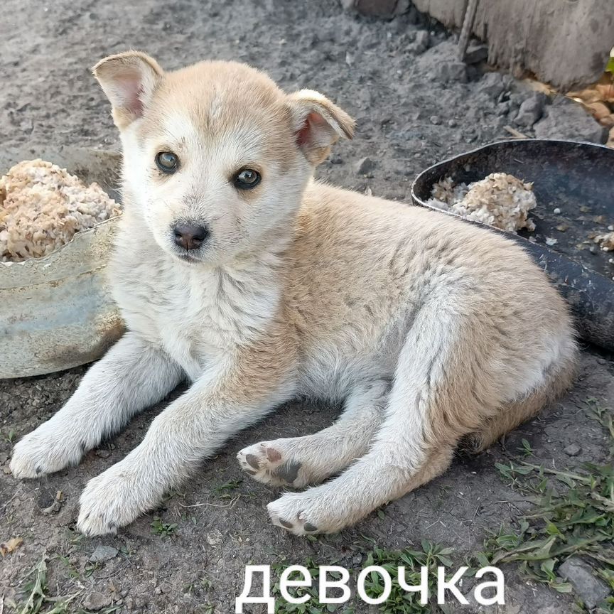 Восточноевропейская овчарка, щенок
