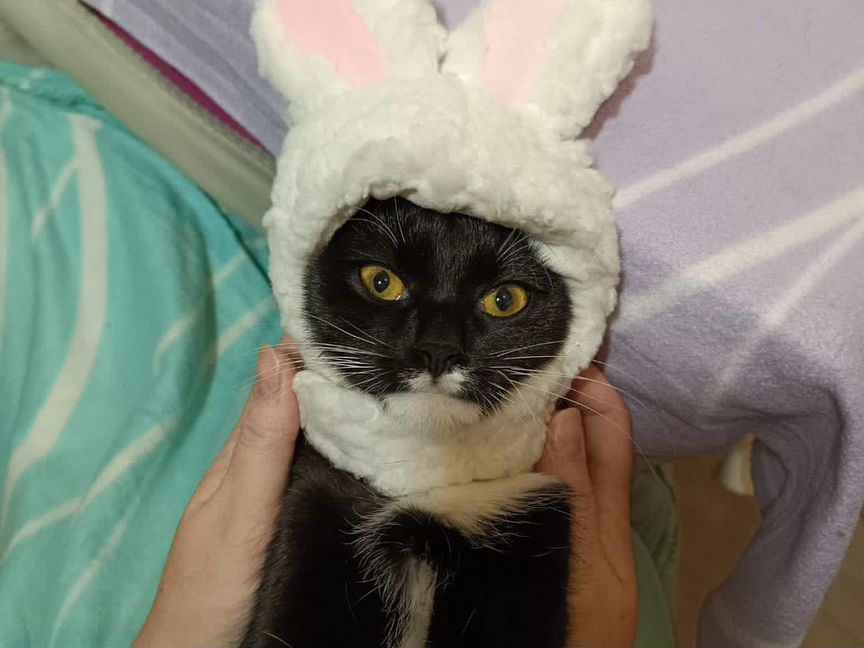 Котенок черно-белый в добрые руки
