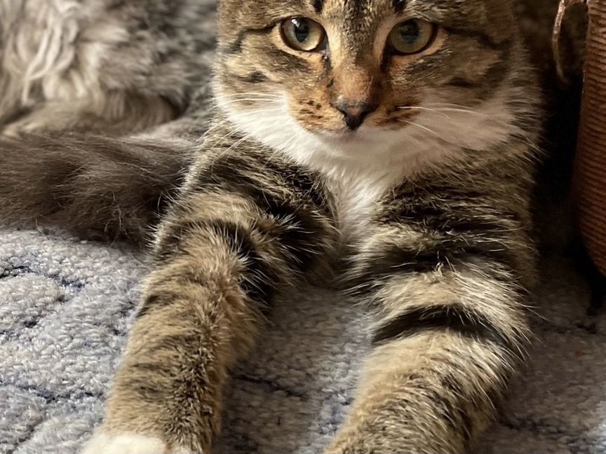 Кошечка 5 мес