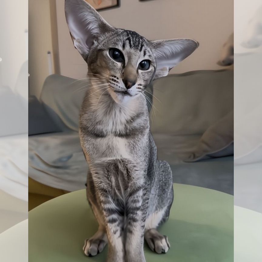 Ориентальный котёнок