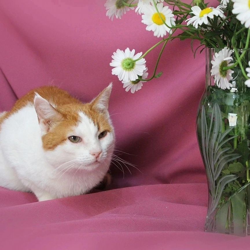Кошечка Изюминка
