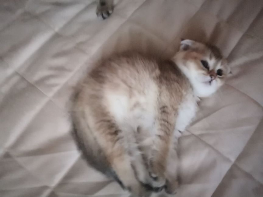 Шотландская золотая шиншилла