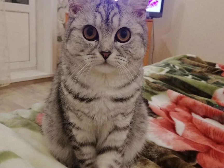 Брусничка в добрые руки