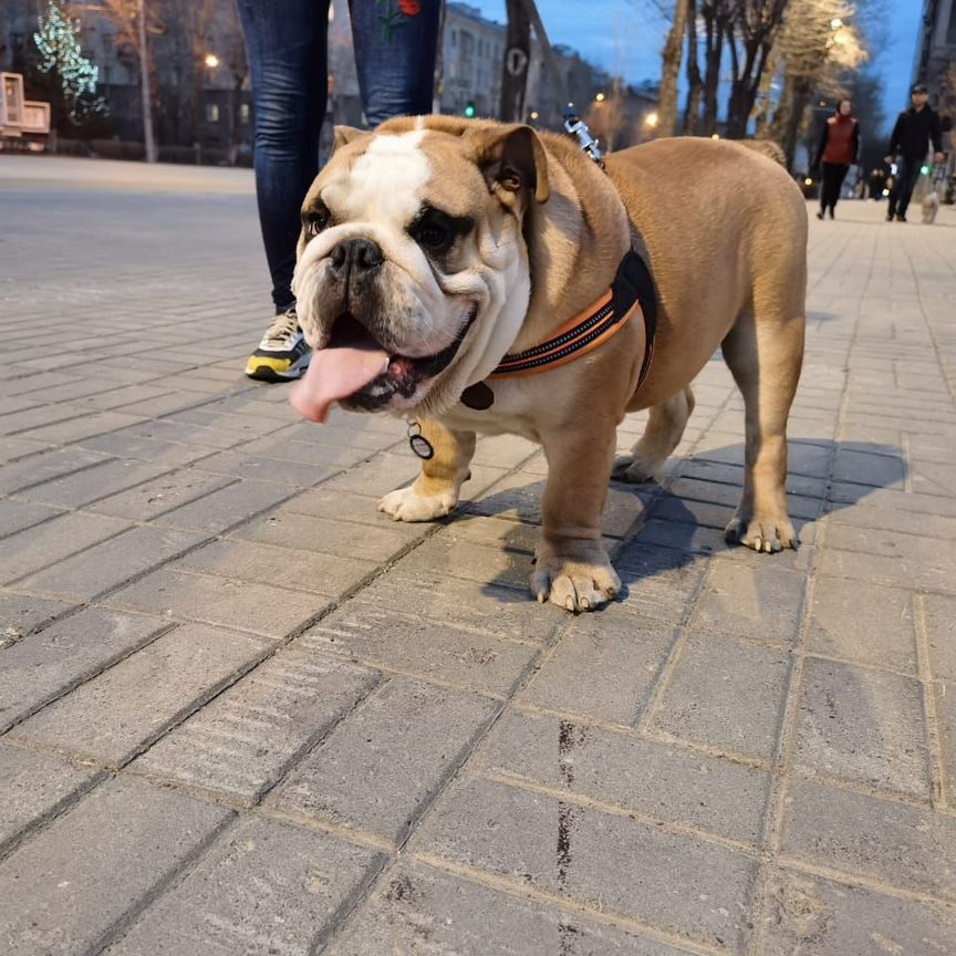 Продам собаку