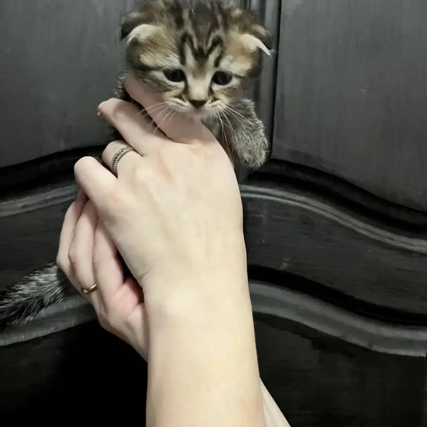 Шотландский вислоухий длинношёрстный котёнок