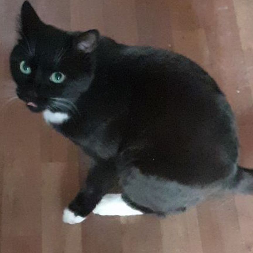 Взрослый кот в добрые руки