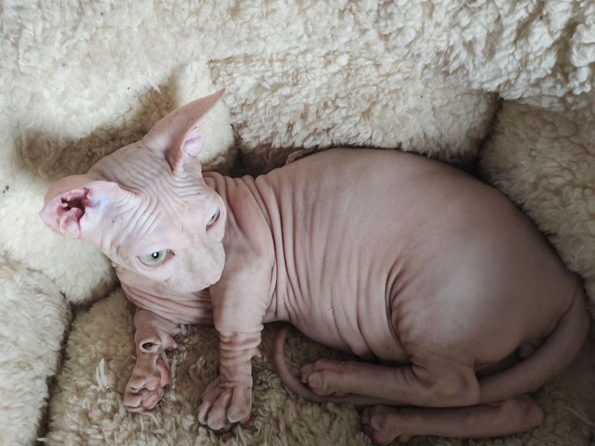 Котёнок бамбино