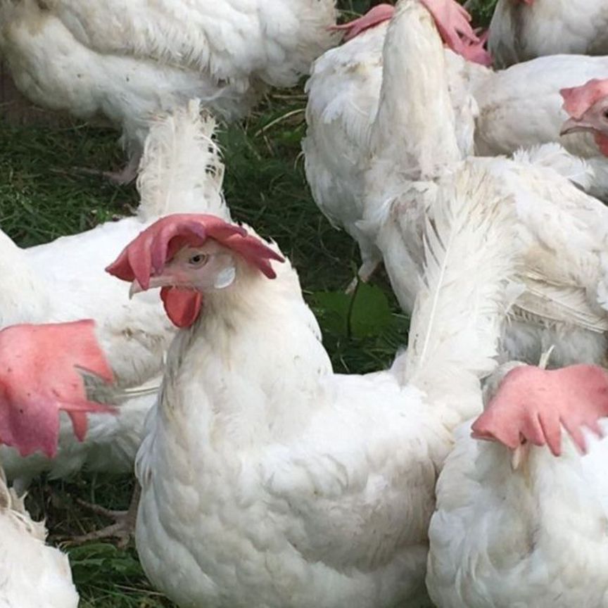 Куры несушки