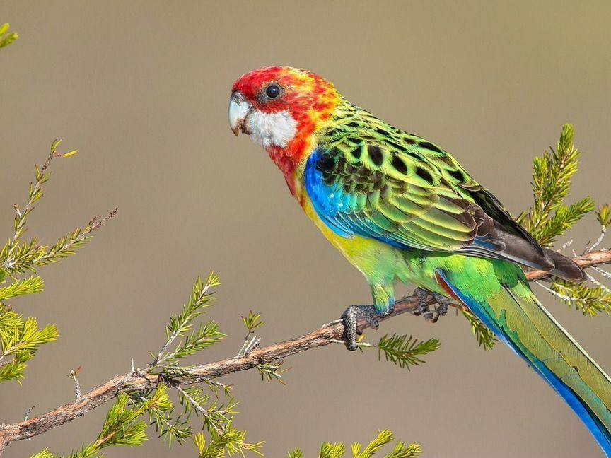 Розелла Пёстрая